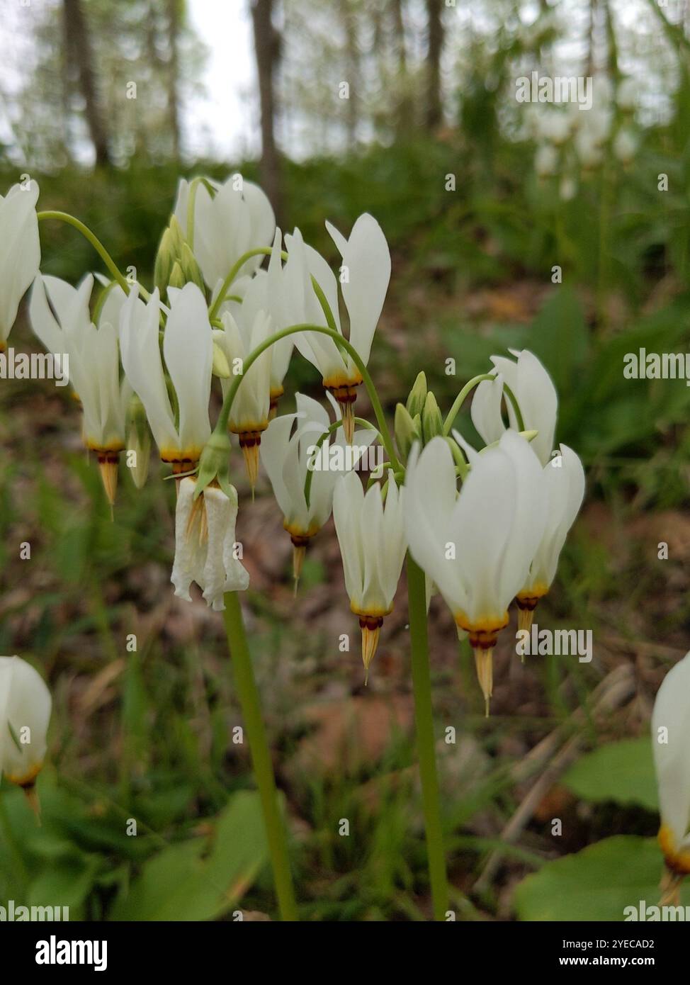 eastern shooting star (Primula meadia Stock Photo - Alamy