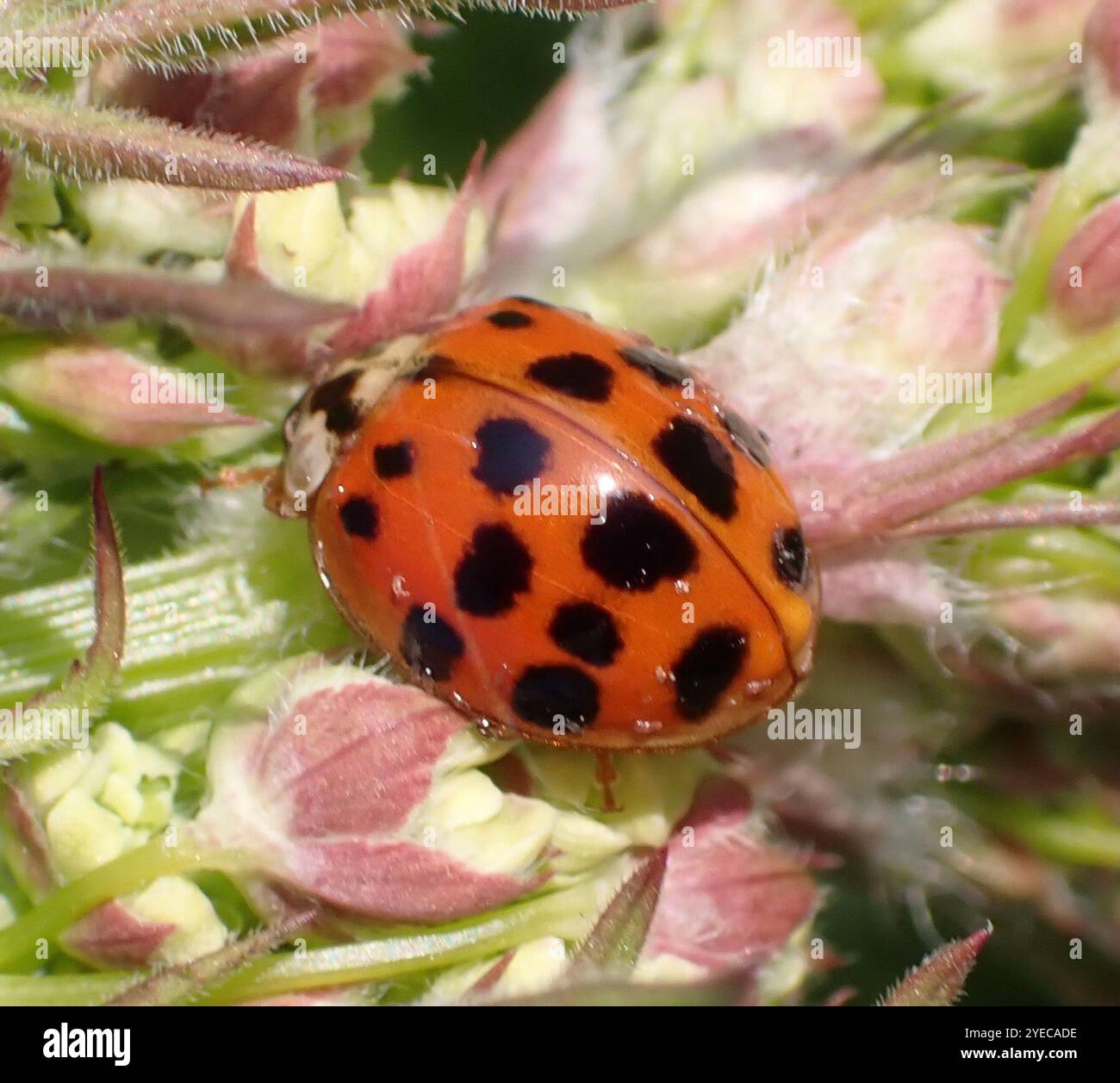 Asian Lady Beetle (Harmonia axyridis Stock Photo - Alamy
