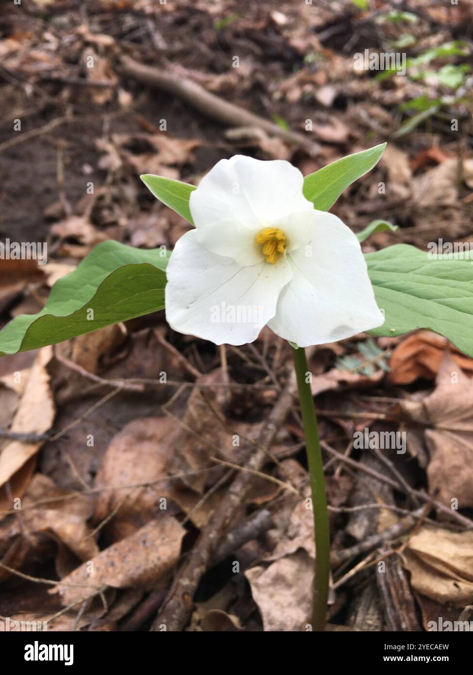 large white trillium (Trillium grandiflorum Stock Photo - Alamy
