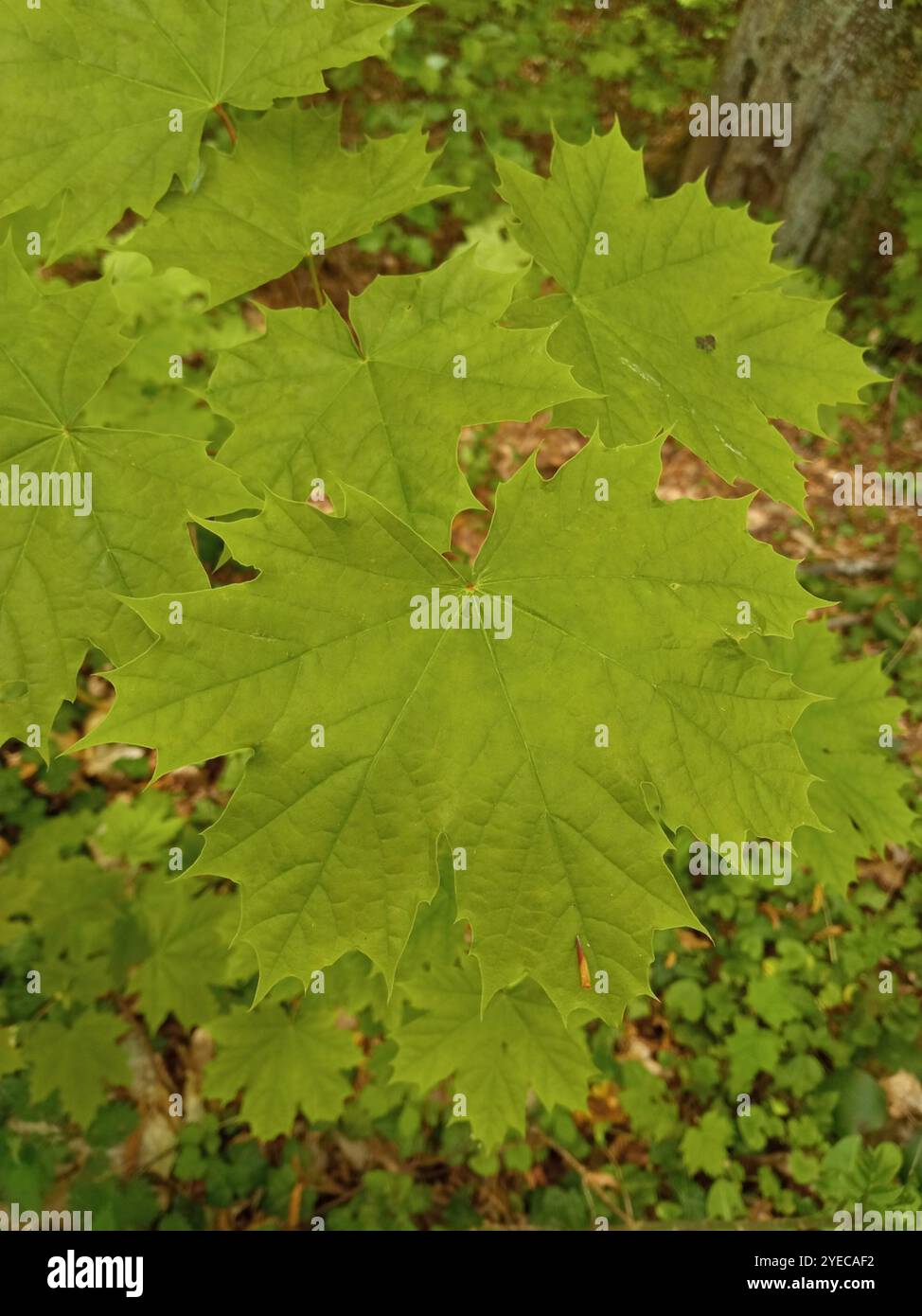 Norway maple (Acer platanoides Stock Photo - Alamy