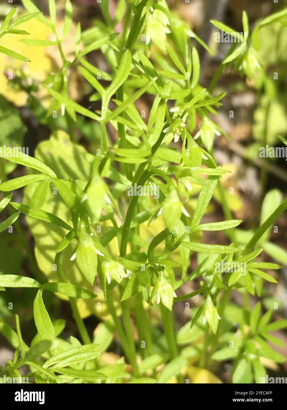 Proserpinacoides hi-res stock photography and images - Alamy