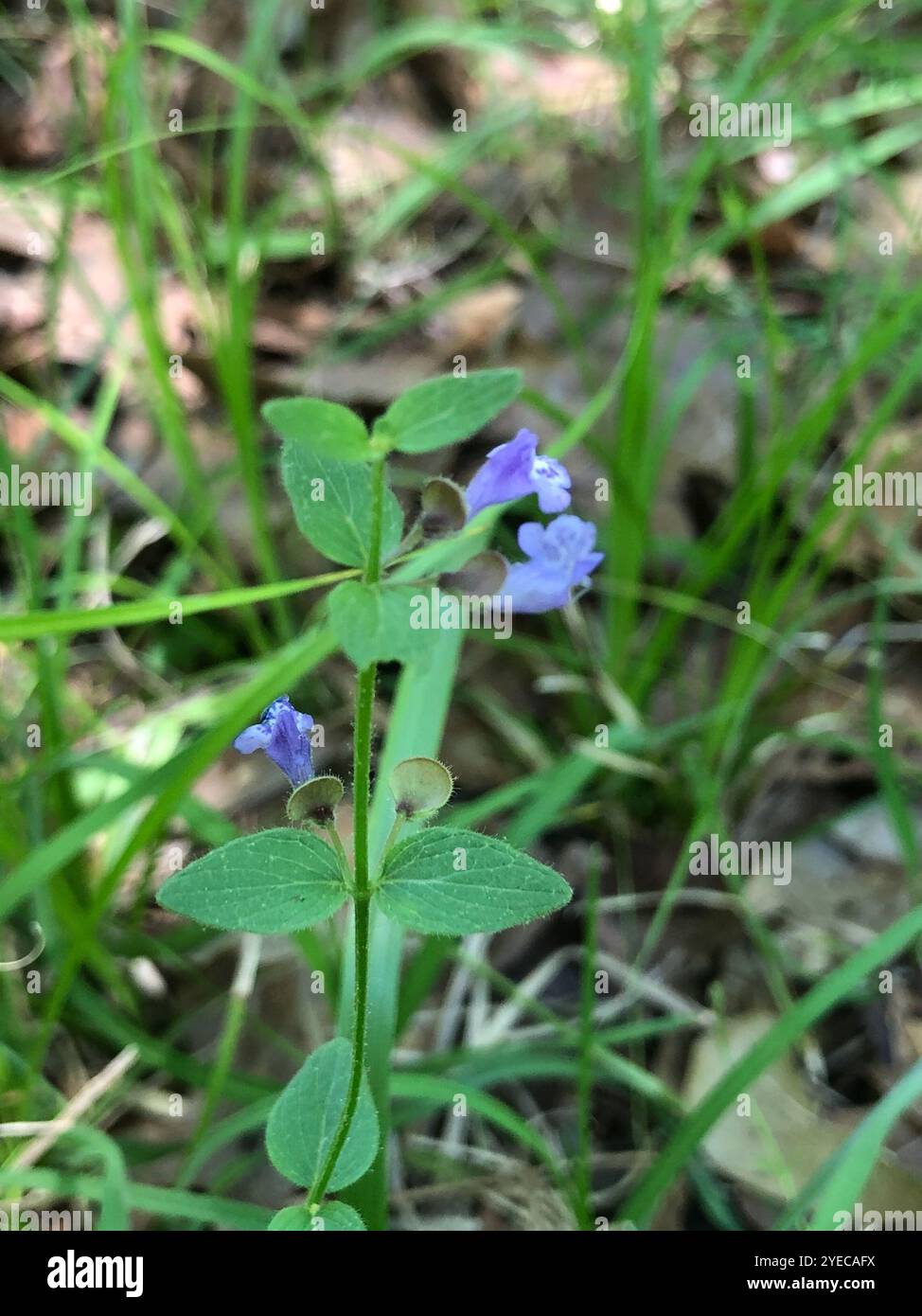 Scutellaria parvula hi-res stock photography and images - Alamy