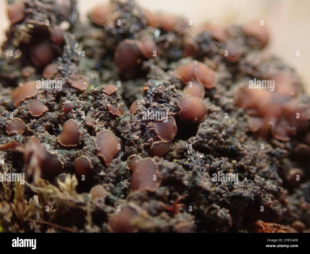 Brown-gray Moss-shingle Lichen (Protopannaria pezizoides Stock Photo ...