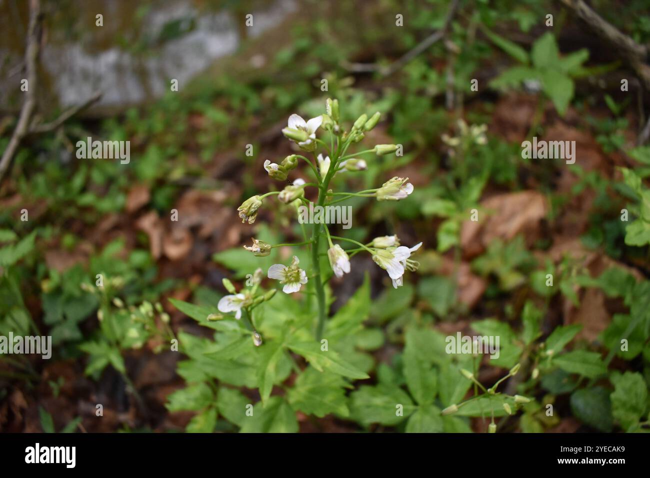 Two-leaved Toothwort (Cardamine diphylla Stock Photo - Alamy