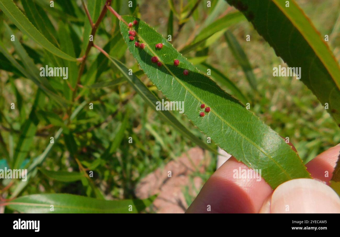 Willow Bead Gall Mite (Aculus tetanothrix Stock Photo - Alamy