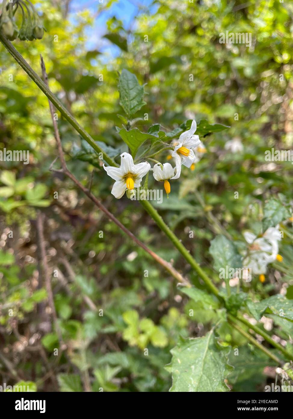 greenspot nightshade (Solanum douglasii Stock Photo - Alamy