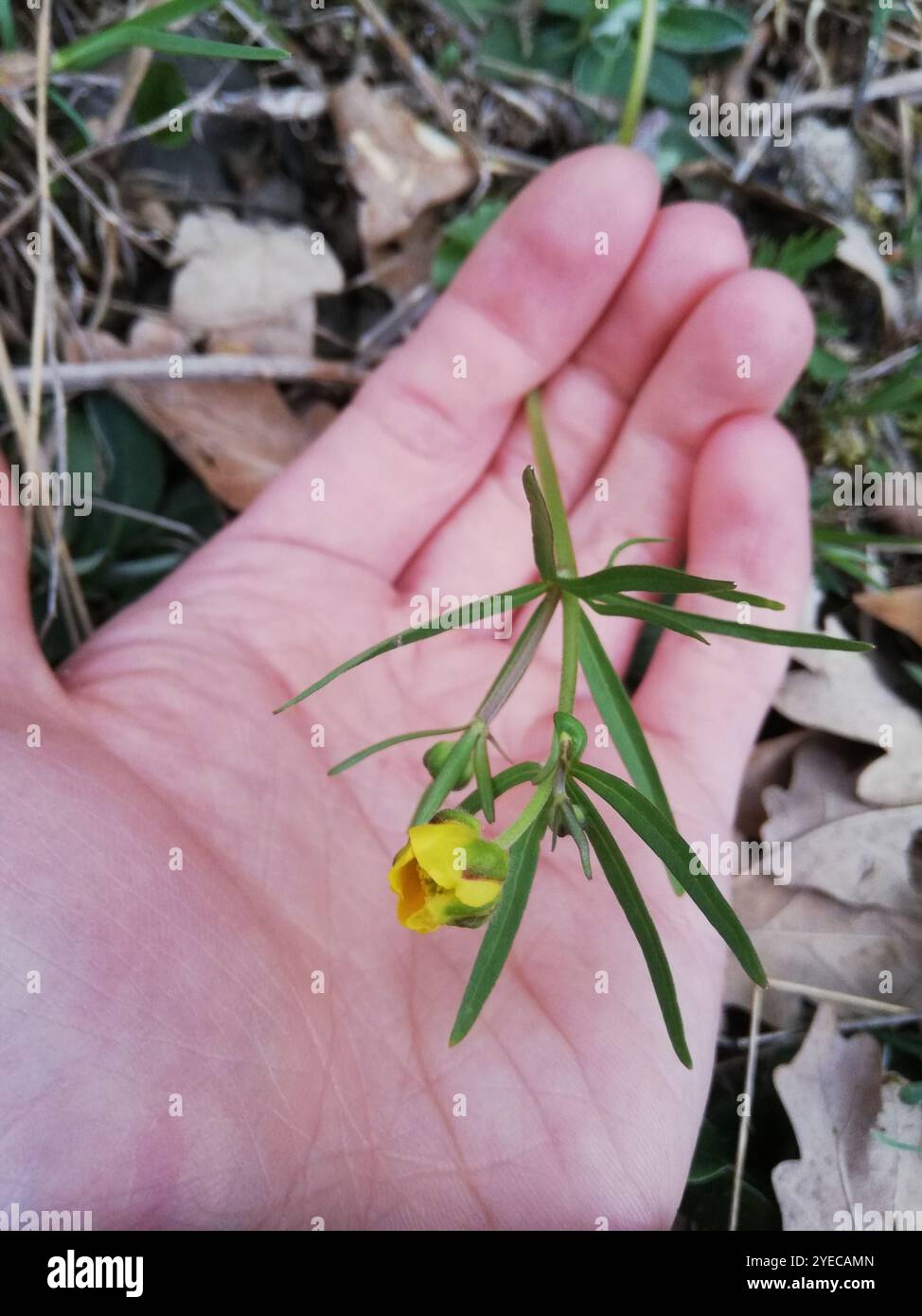 Goldilocks Buttercup (Ranunculus auricomus Stock Photo - Alamy