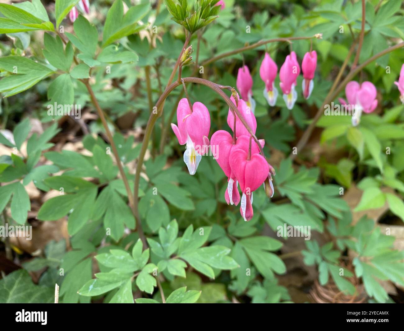 Asian Bleeding-heart (Lamprocapnos spectabilis Stock Photo - Alamy