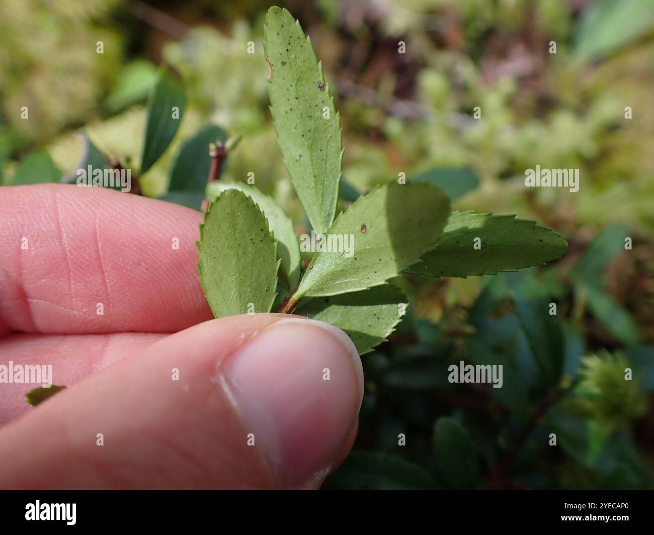 Oregon Boxwood (Paxistima myrsinites Stock Photo - Alamy