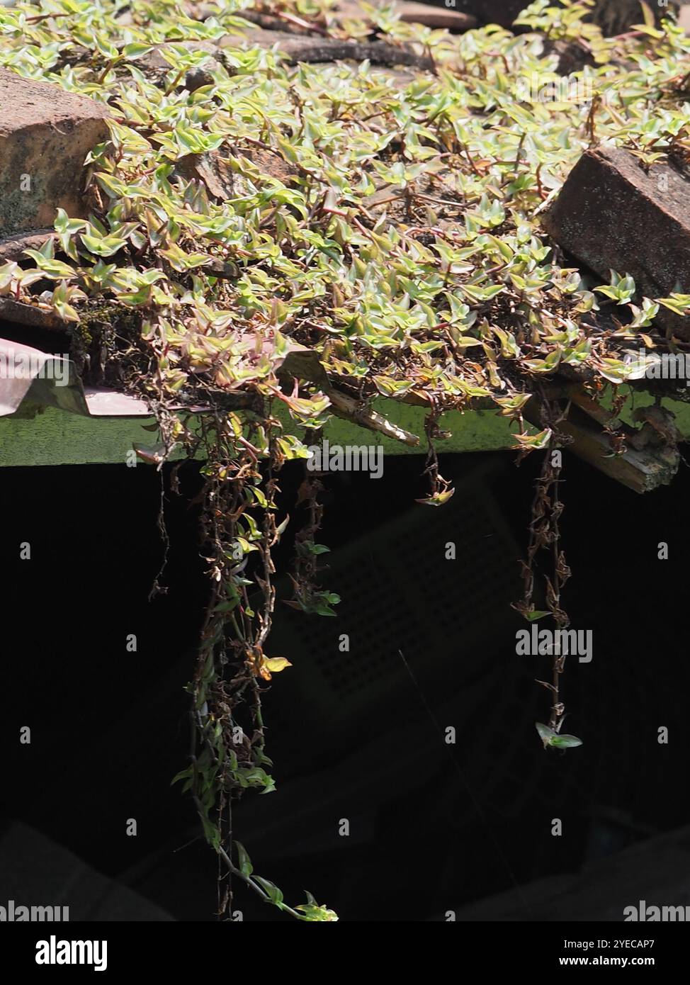 Turtle Vine (Callisia repens Stock Photo - Alamy