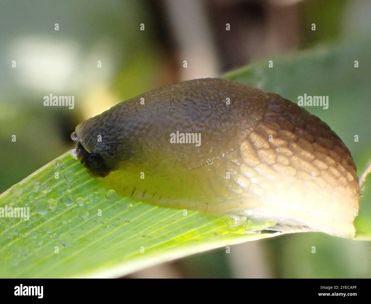 Common Land Snails and Slugs (Stylommatophora Stock Photo - Alamy