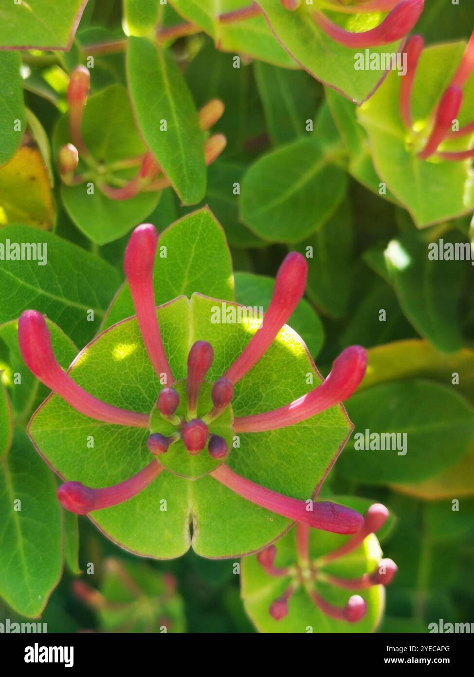 Mediterranean Honeysuckle (Lonicera implexa Stock Photo - Alamy