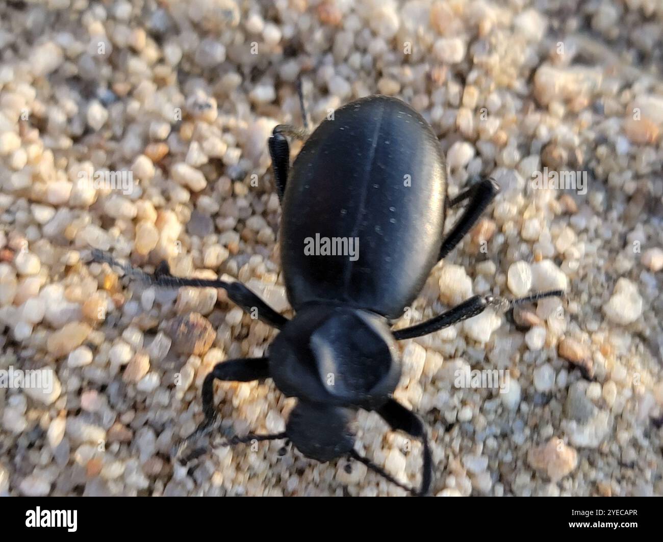 Dentate Stink Beetle (Eleodes dentipes Stock Photo - Alamy