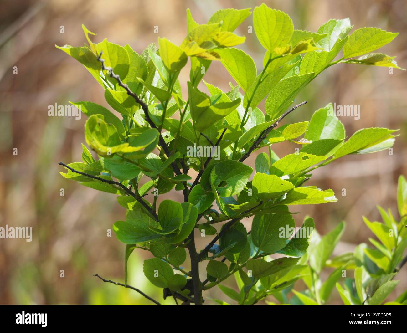 Chinese Hackberry (Celtis sinensis Stock Photo - Alamy