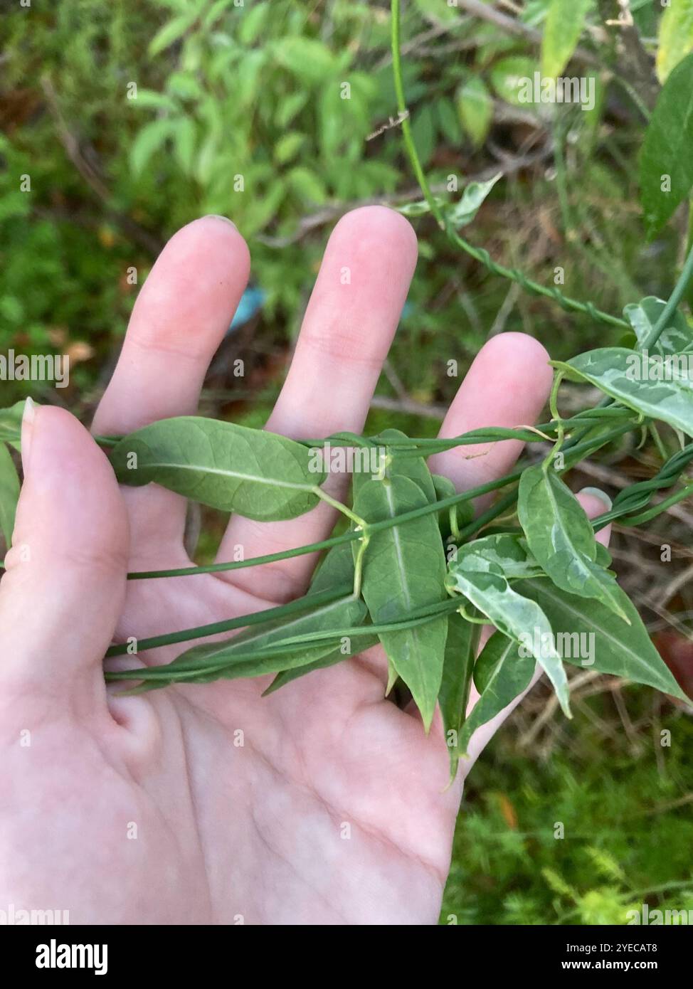 white twinevine (Funastrum clausum Stock Photo - Alamy