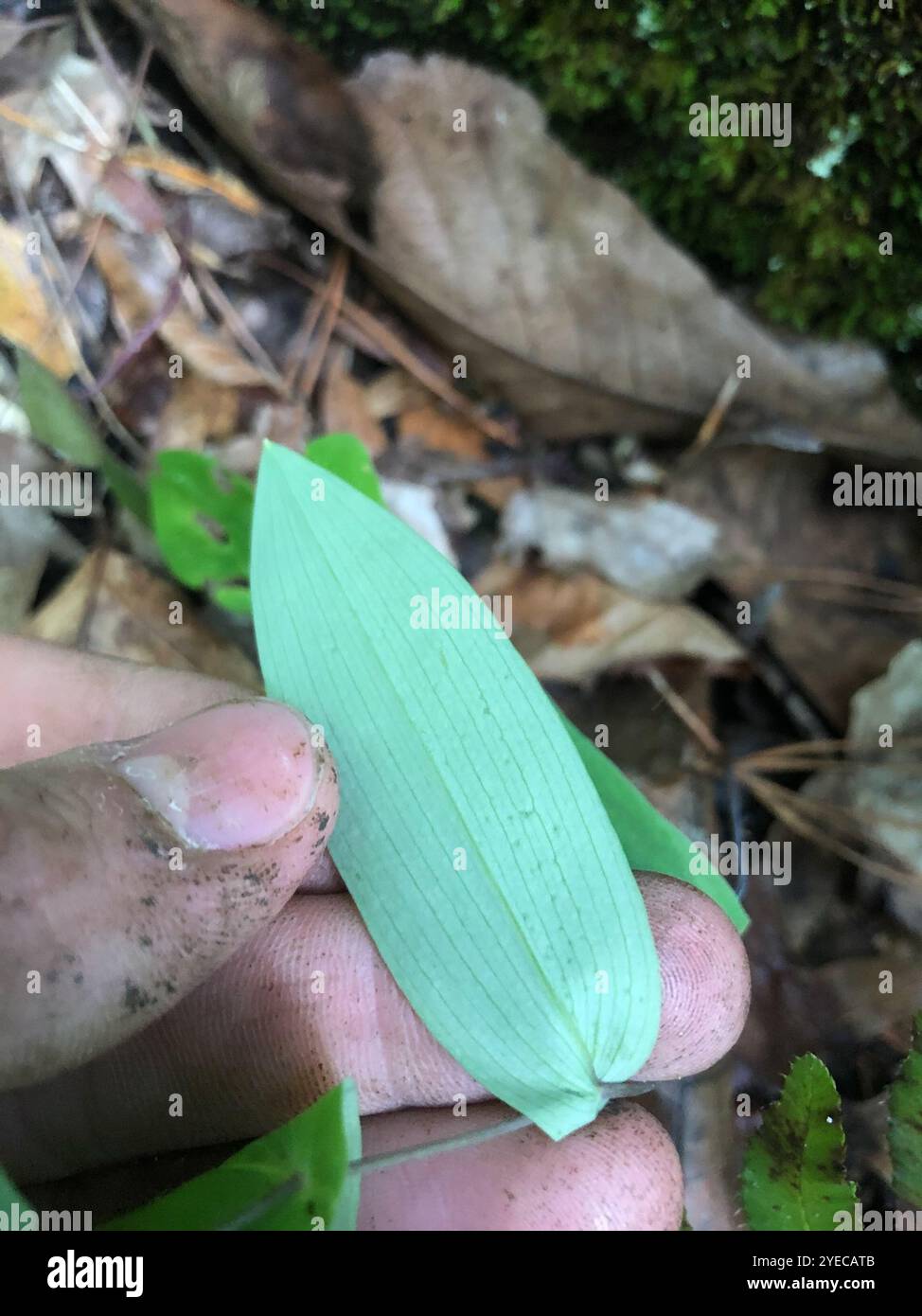 perfoliate bellwort (Uvularia perfoliata Stock Photo - Alamy
