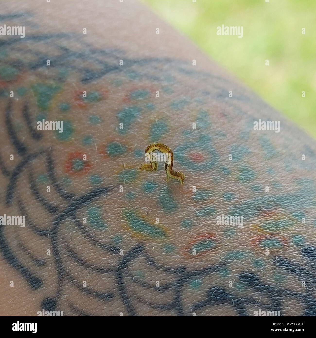 Geometer Moths (Geometridae Stock Photo - Alamy