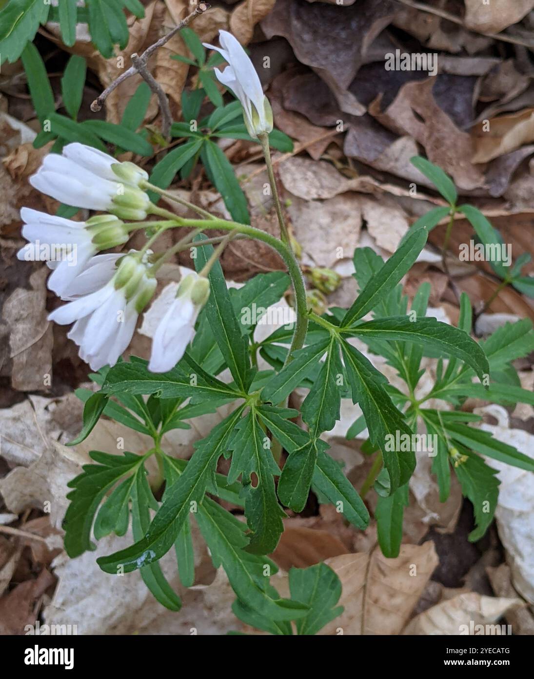 cut-leaved toothwort (Cardamine concatenata Stock Photo - Alamy