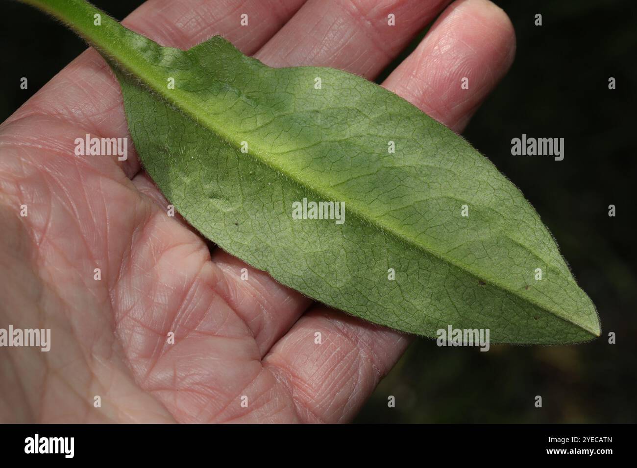 Devil's-bit Scabious (Succisa pratensis Stock Photo - Alamy
