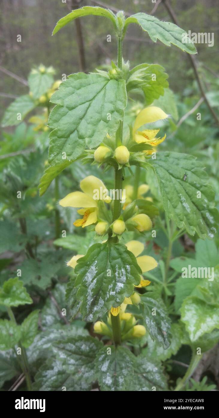 Variegated Yellow Archangel (Lamium galeobdolon argentatum Stock Photo ...