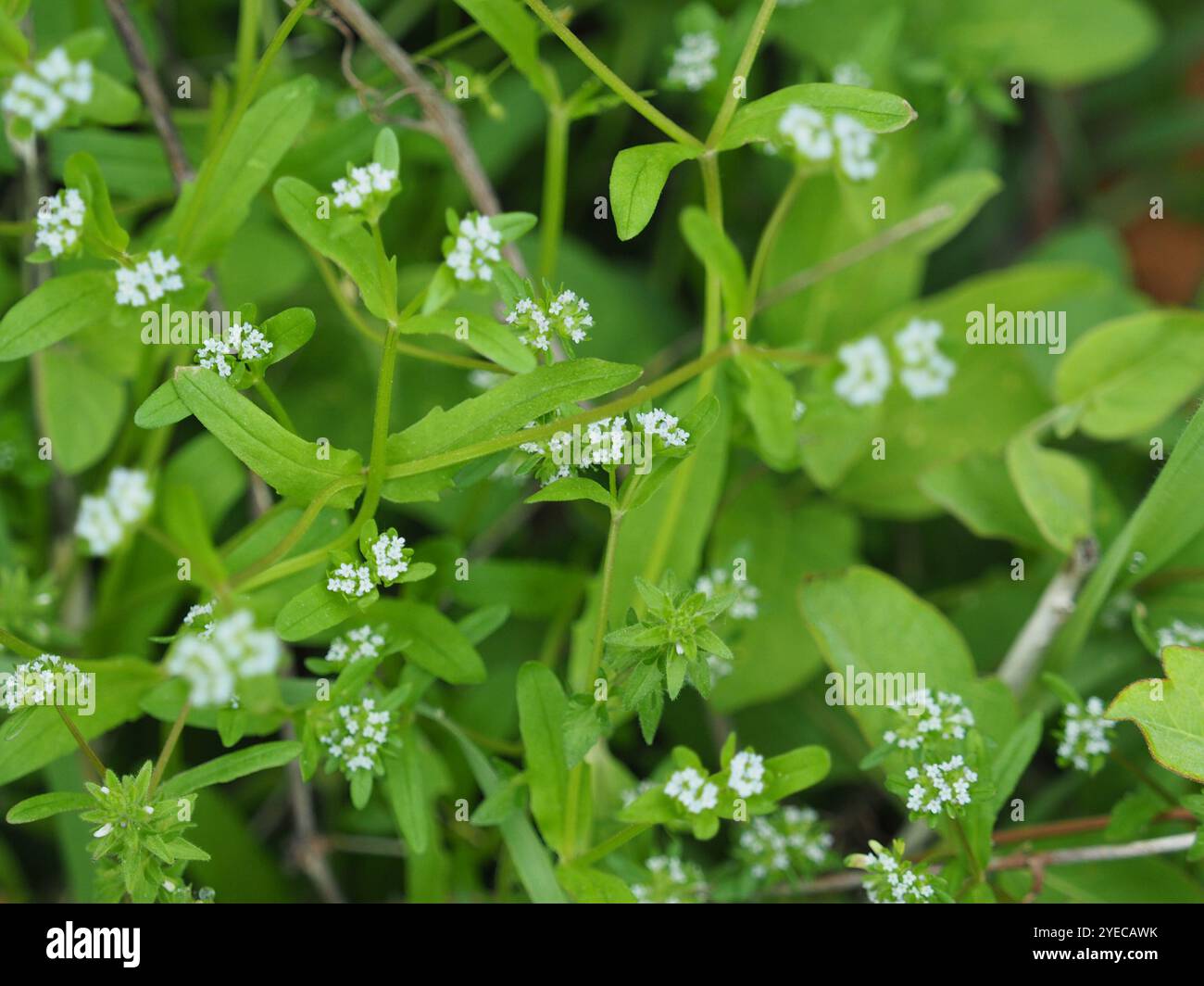 common cornsalad (Valerianella locusta Stock Photo - Alamy