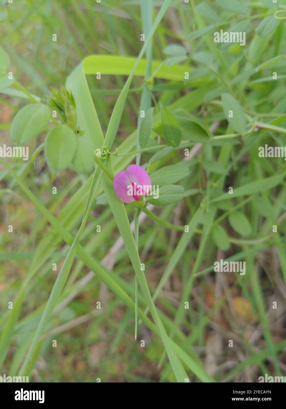 Common Vetch (Vicia sativa Stock Photo - Alamy