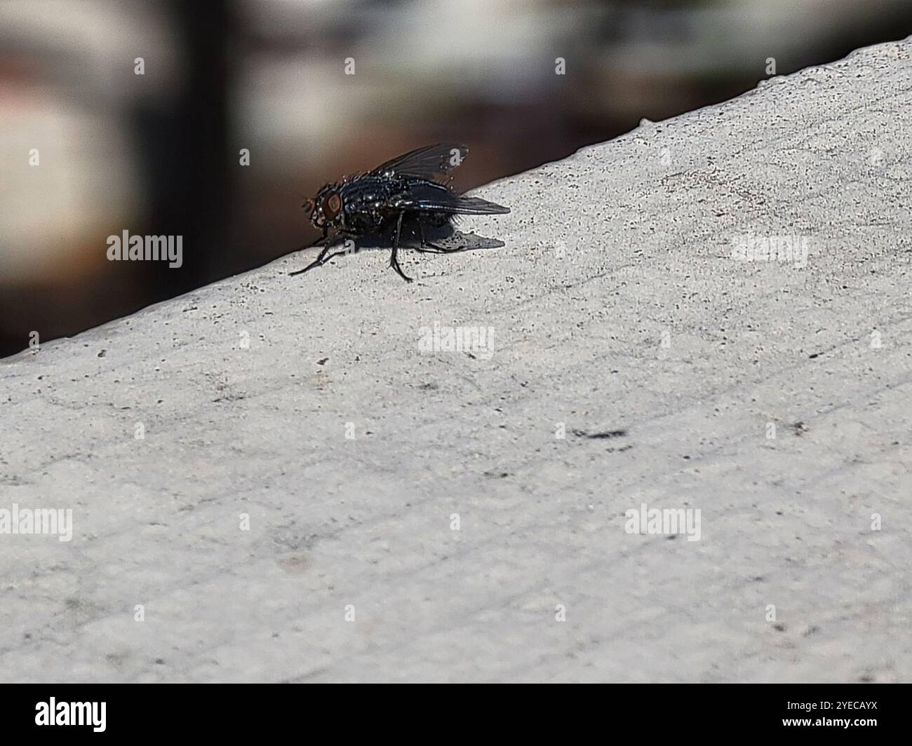 Bluebottle Flies (Calliphora Stock Photo - Alamy