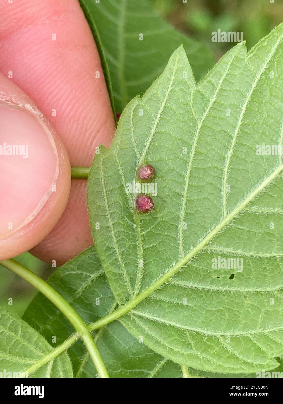 box elder pouch gall mite (Aceria negundi Stock Photo - Alamy