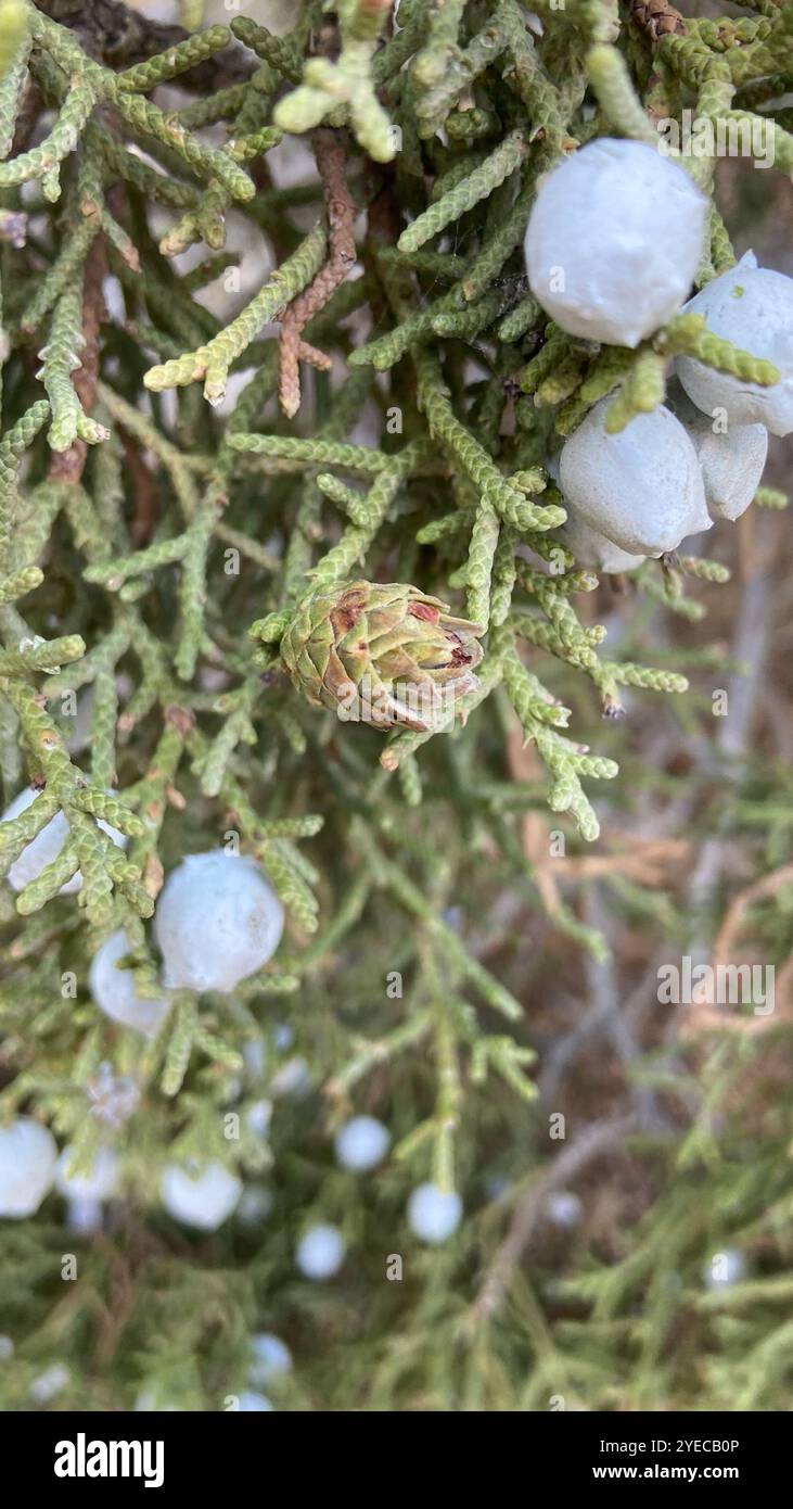 California juniper (Juniperus californica Stock Photo - Alamy