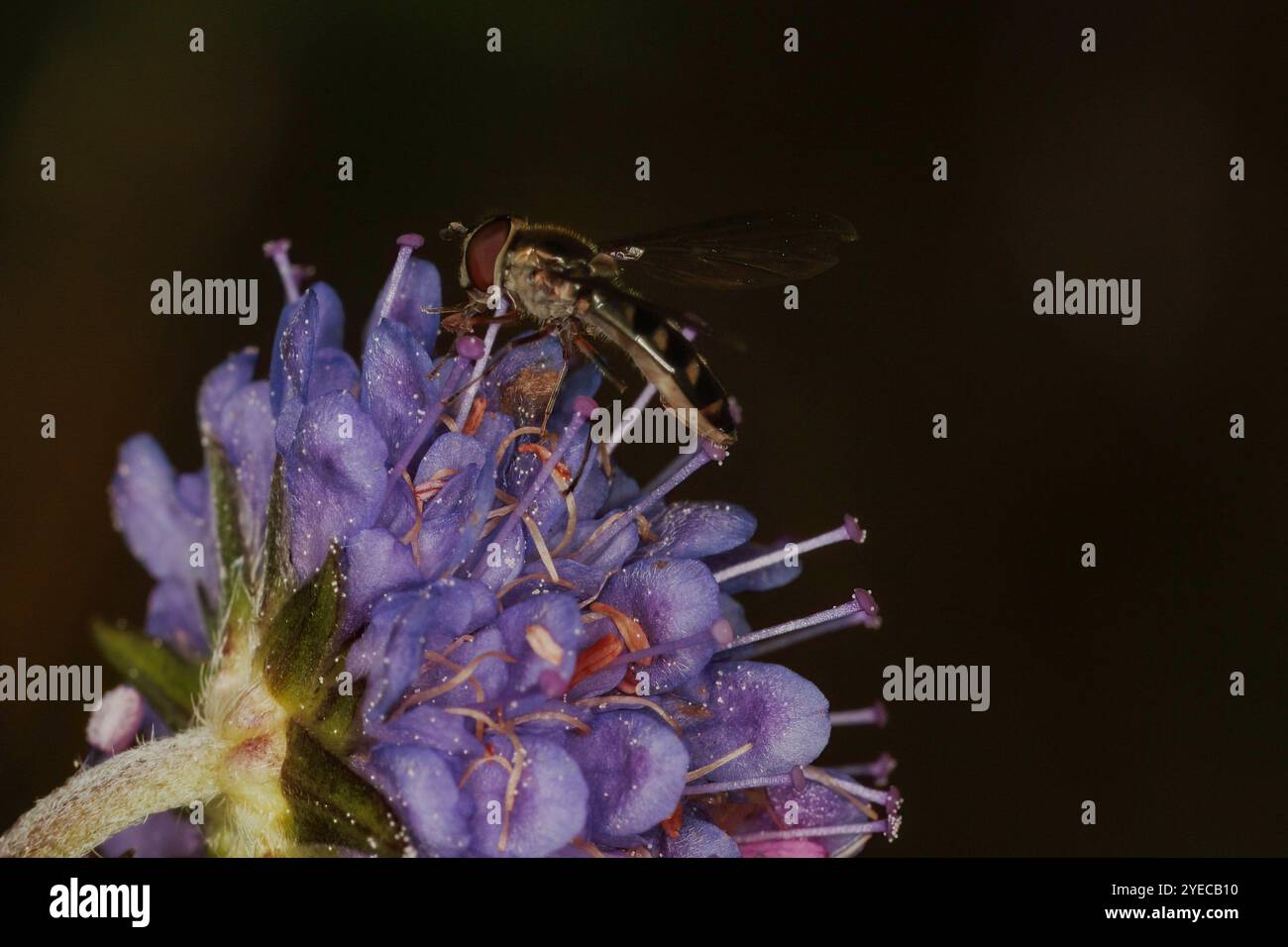Spotted thintail hi-res stock photography and images - Alamy