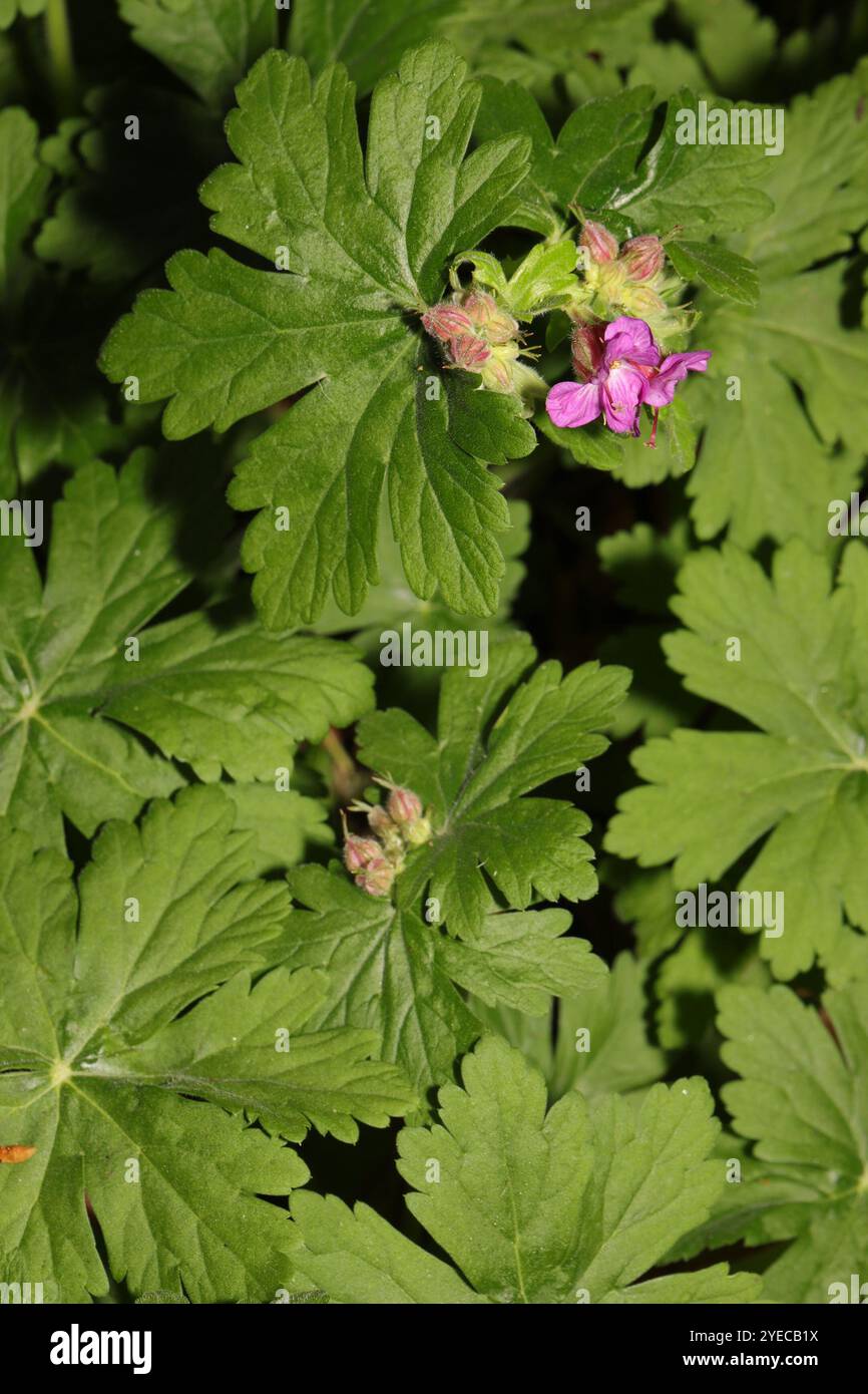 Rock Crane's-bill (Geranium macrorrhizum Stock Photo - Alamy