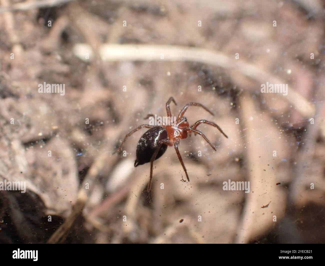 Labyrinth spider (Agelena labyrinthica Stock Photo - Alamy