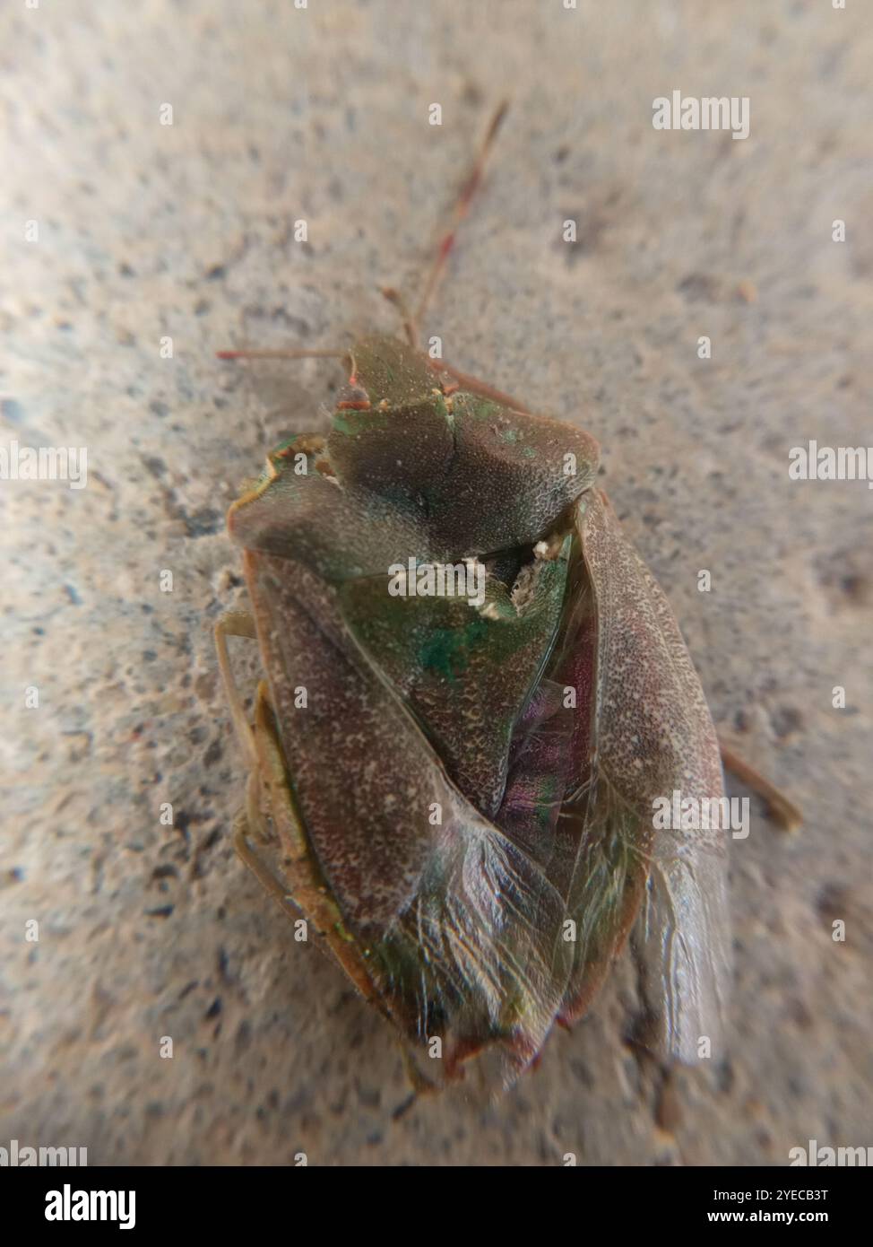 Southern Green Stink Bug (Nezara viridula Stock Photo - Alamy