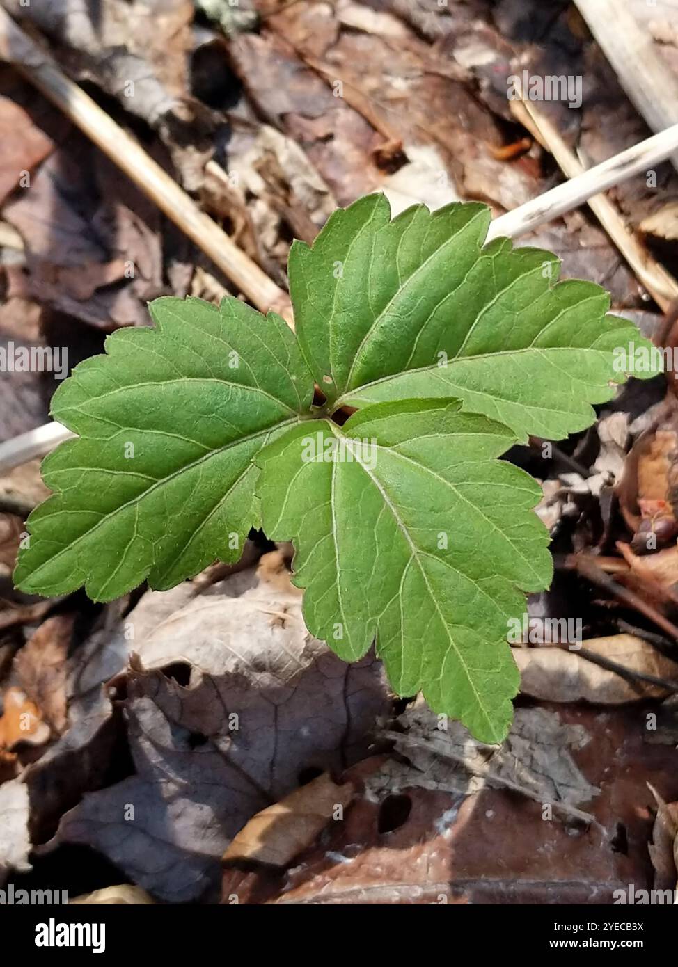 Two-leaved Toothwort (Cardamine diphylla Stock Photo - Alamy