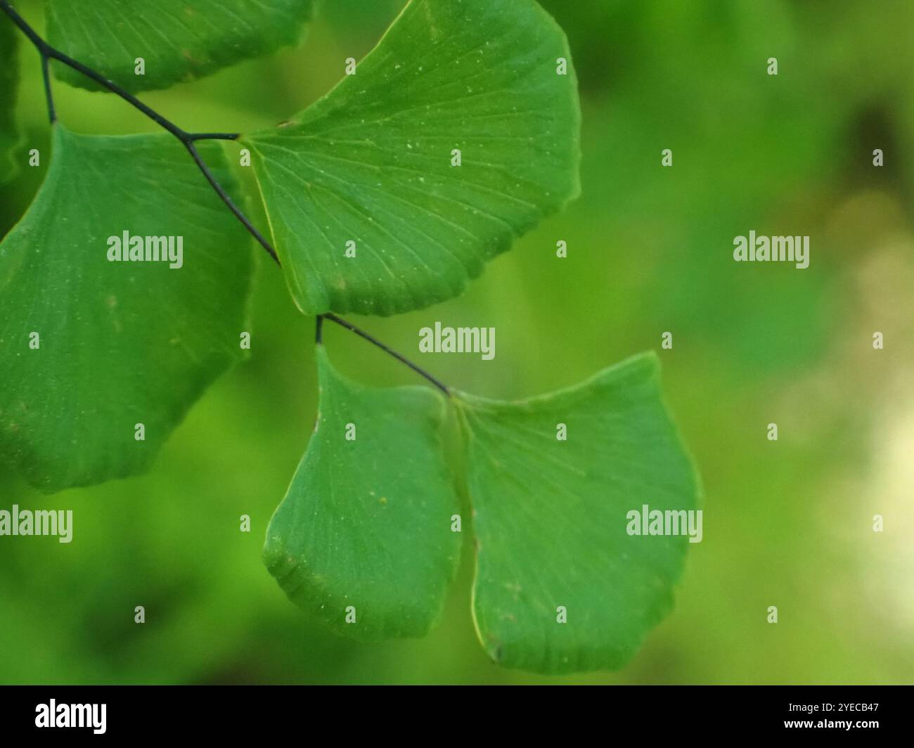 California Maidenhair Fern (Adiantum jordanii Stock Photo - Alamy