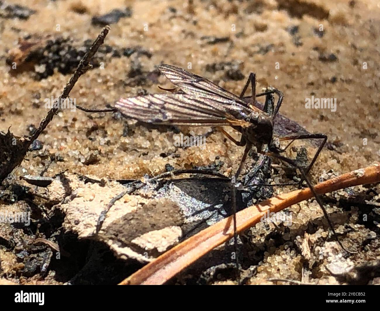 Typical Crane Flies (Tipuloidea Stock Photo - Alamy