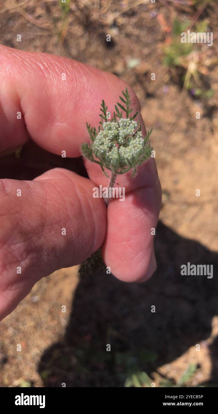 American wild carrot (Daucus pusillus Stock Photo - Alamy