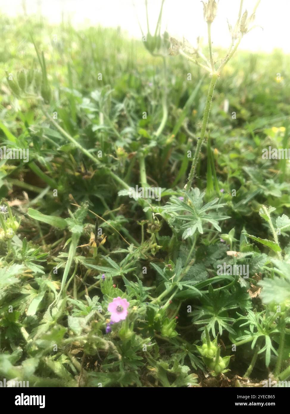 Cut-leaved crane's-bill (Geranium dissectum Stock Photo - Alamy
