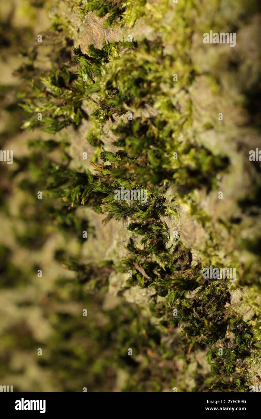 Wood Bristle-moss (Lewinskya affinis Stock Photo - Alamy