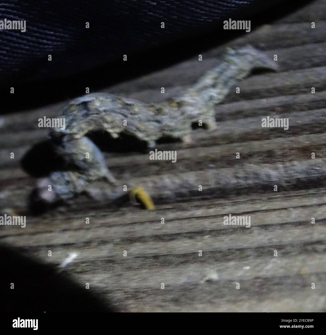 Live Oak Metria Moth (Metria amella Stock Photo - Alamy