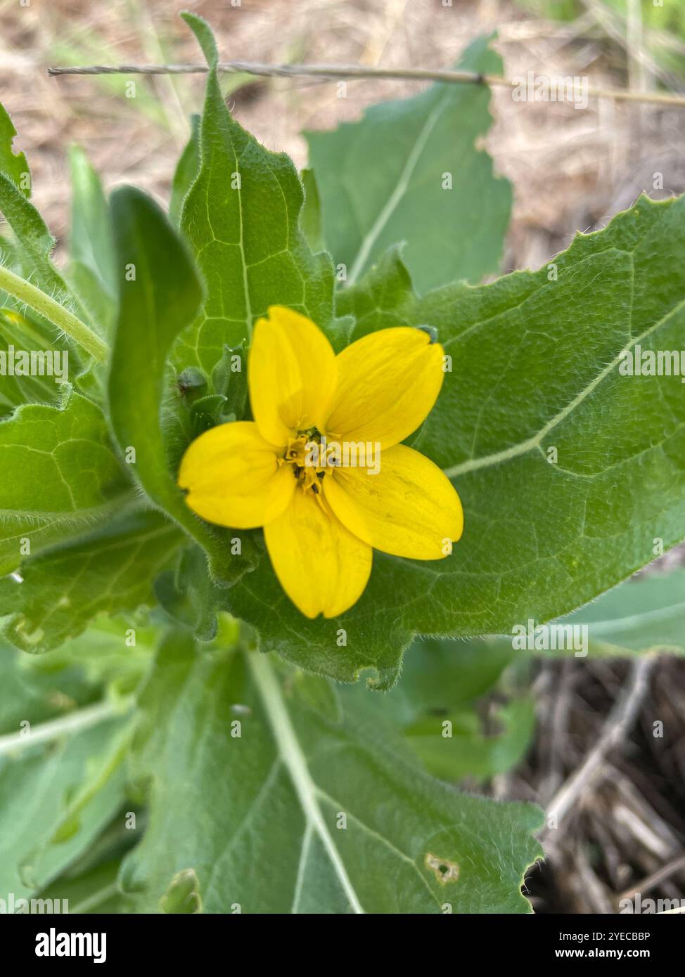 Texas yellow star (Lindheimera texana Stock Photo - Alamy