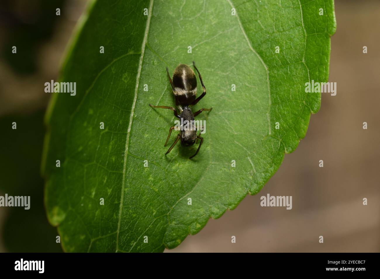 Japanese Ant-mimic Spider (Myrmarachne japonica Stock Photo - Alamy