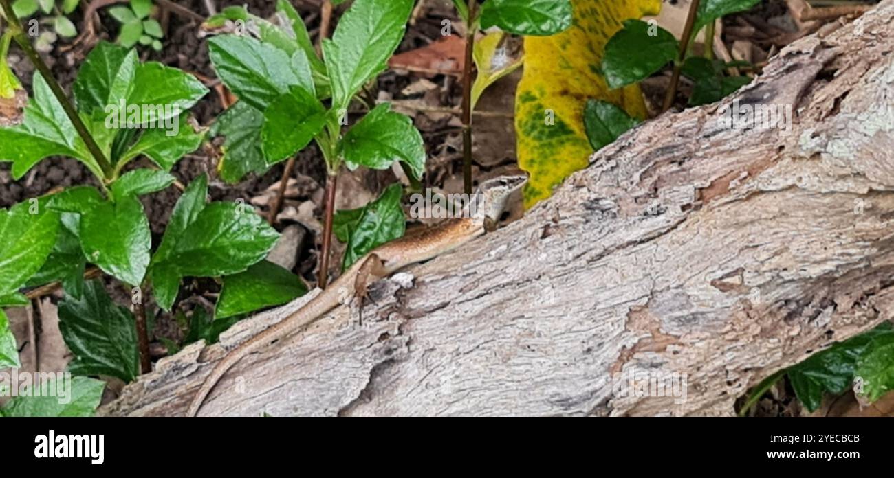 Closed-litter Rainbow Skink (Carlia longipes Stock Photo - Alamy