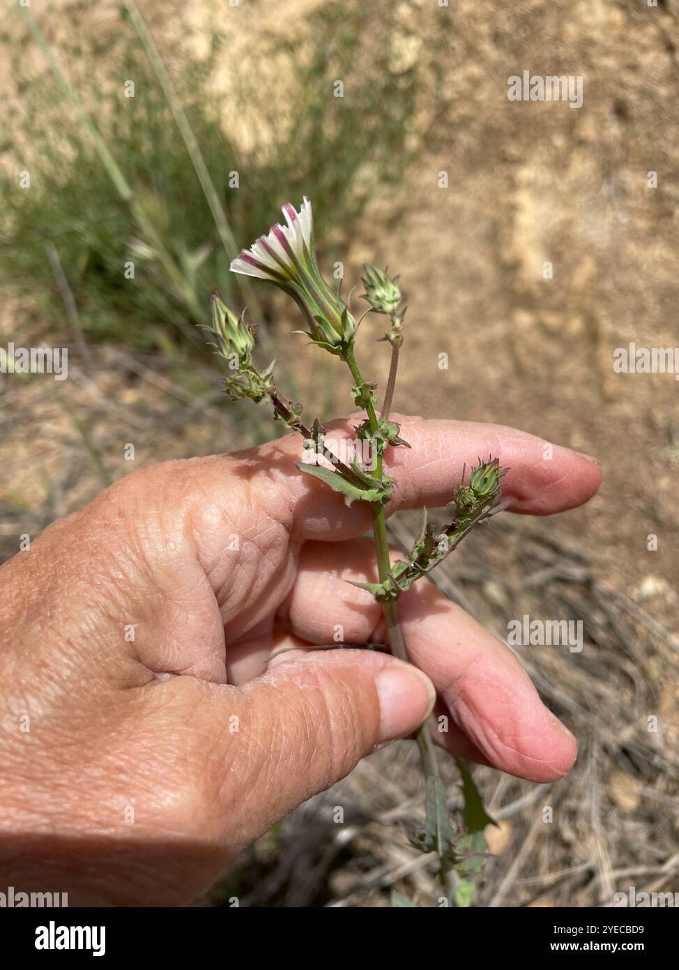 California chicory (Rafinesquia californica Stock Photo - Alamy