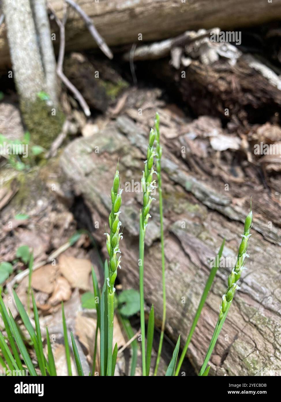 White-grained Mountain-ricegrass (Oryzopsis asperifolia Stock Photo - Alamy