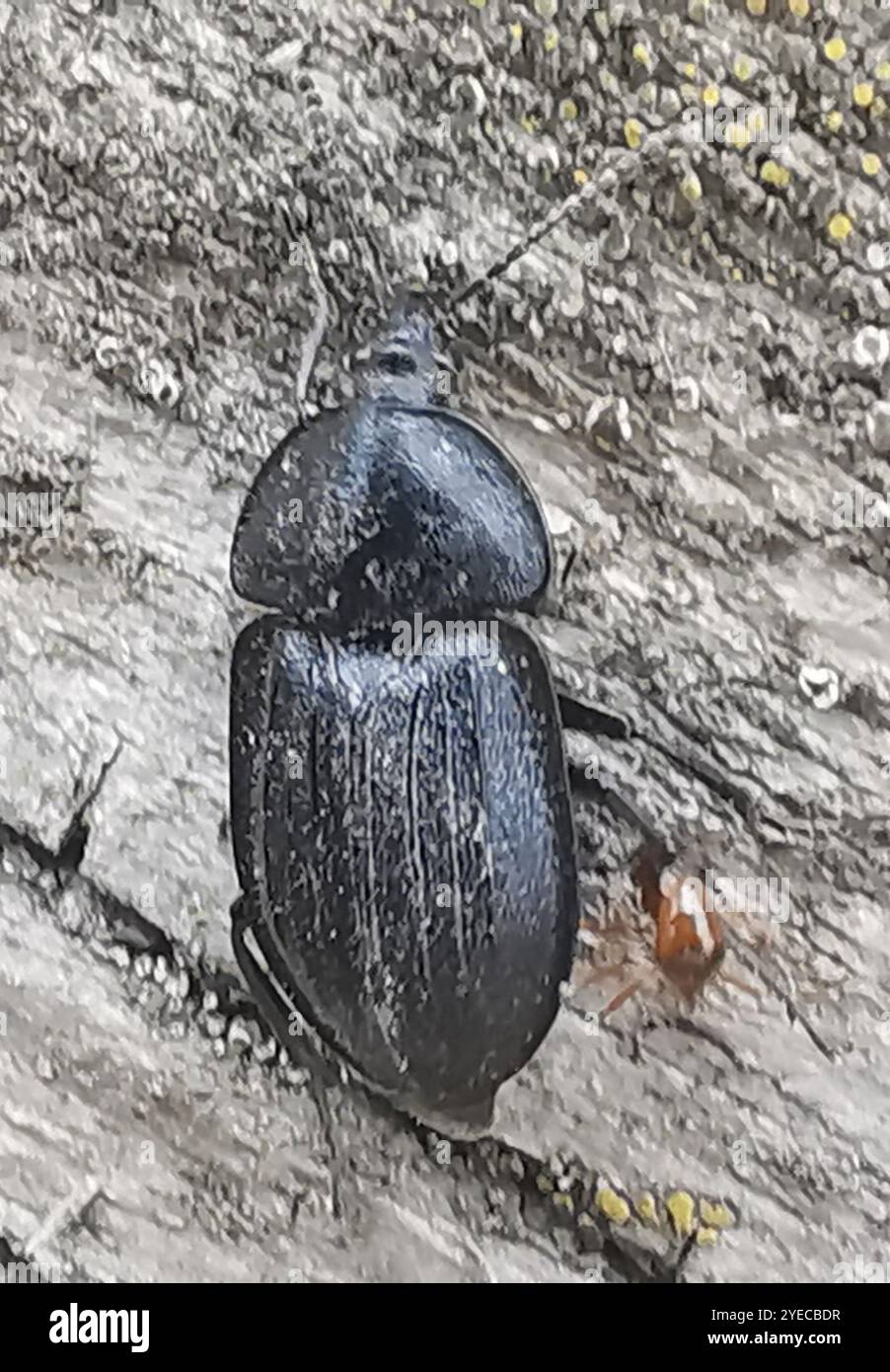 Black snail beetle (Phosphuga atrata Stock Photo - Alamy