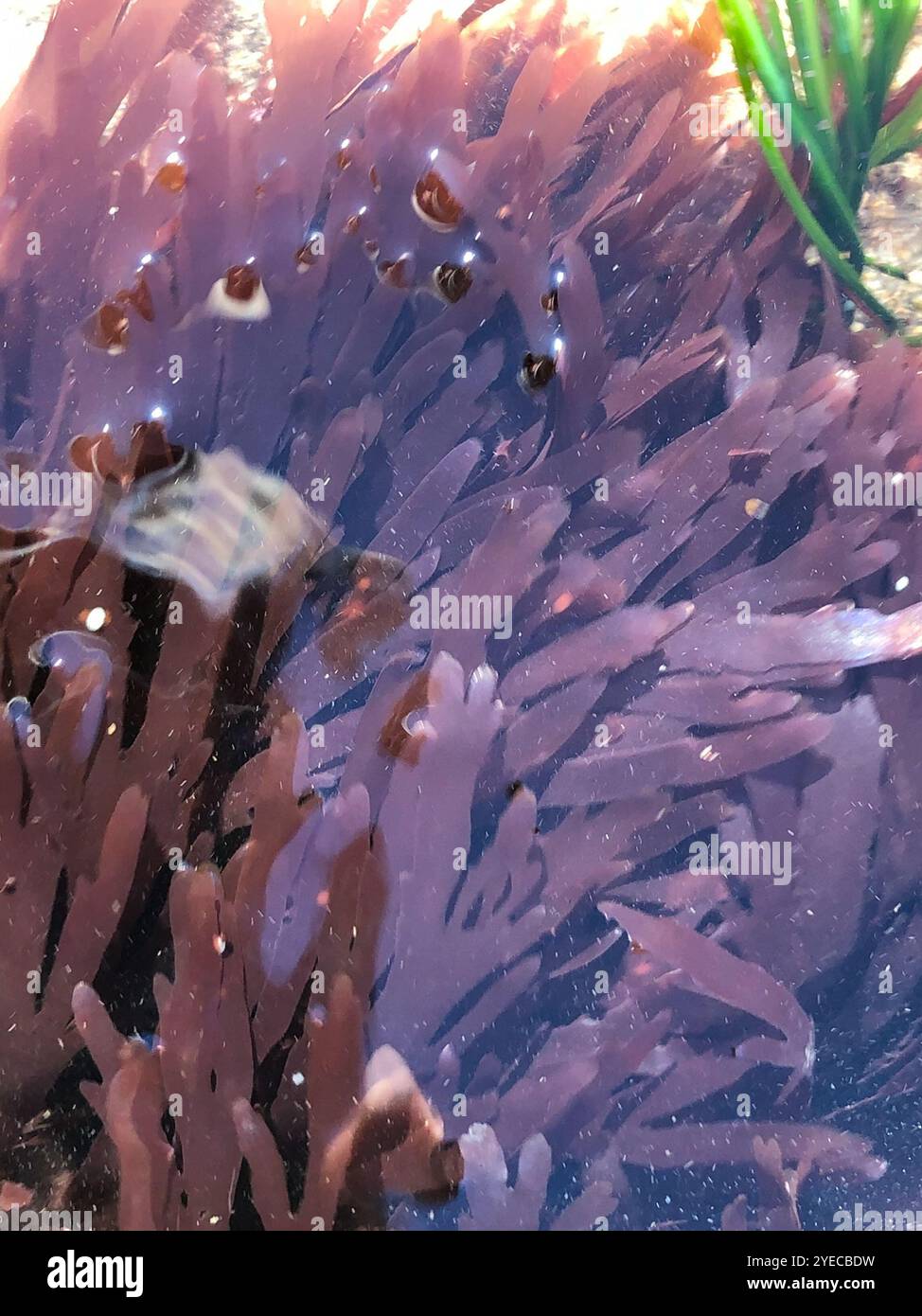red algae (Rhodophyta Stock Photo - Alamy