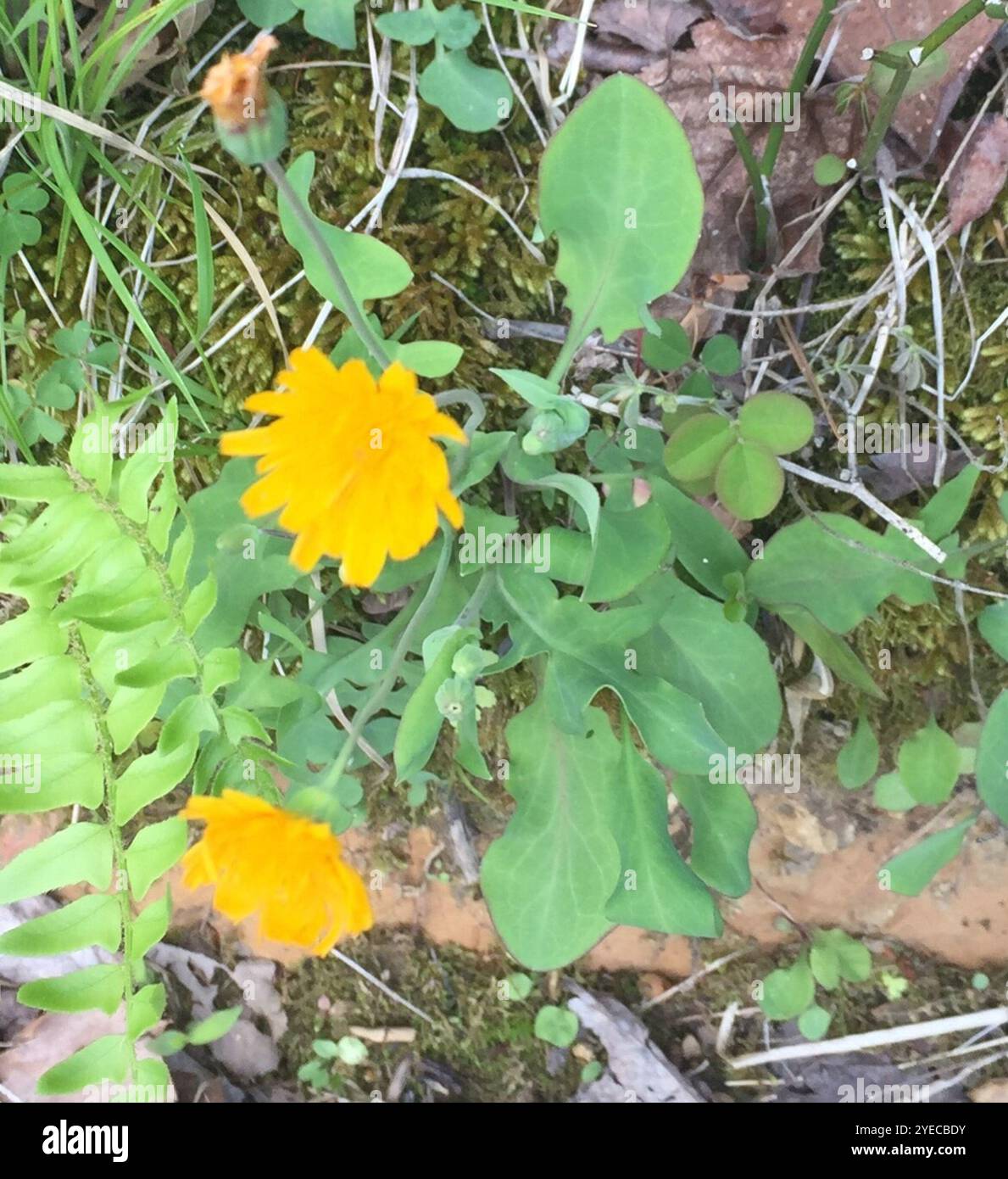 Two-flower Dwarf-dandelion (Krigia biflora Stock Photo - Alamy