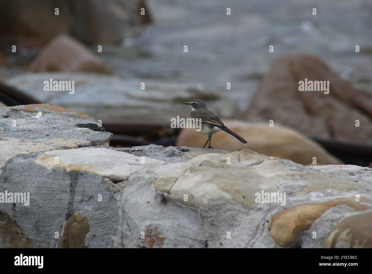 Common Cape Wagtail (Motacilla capensis capensis Stock Photo - Alamy