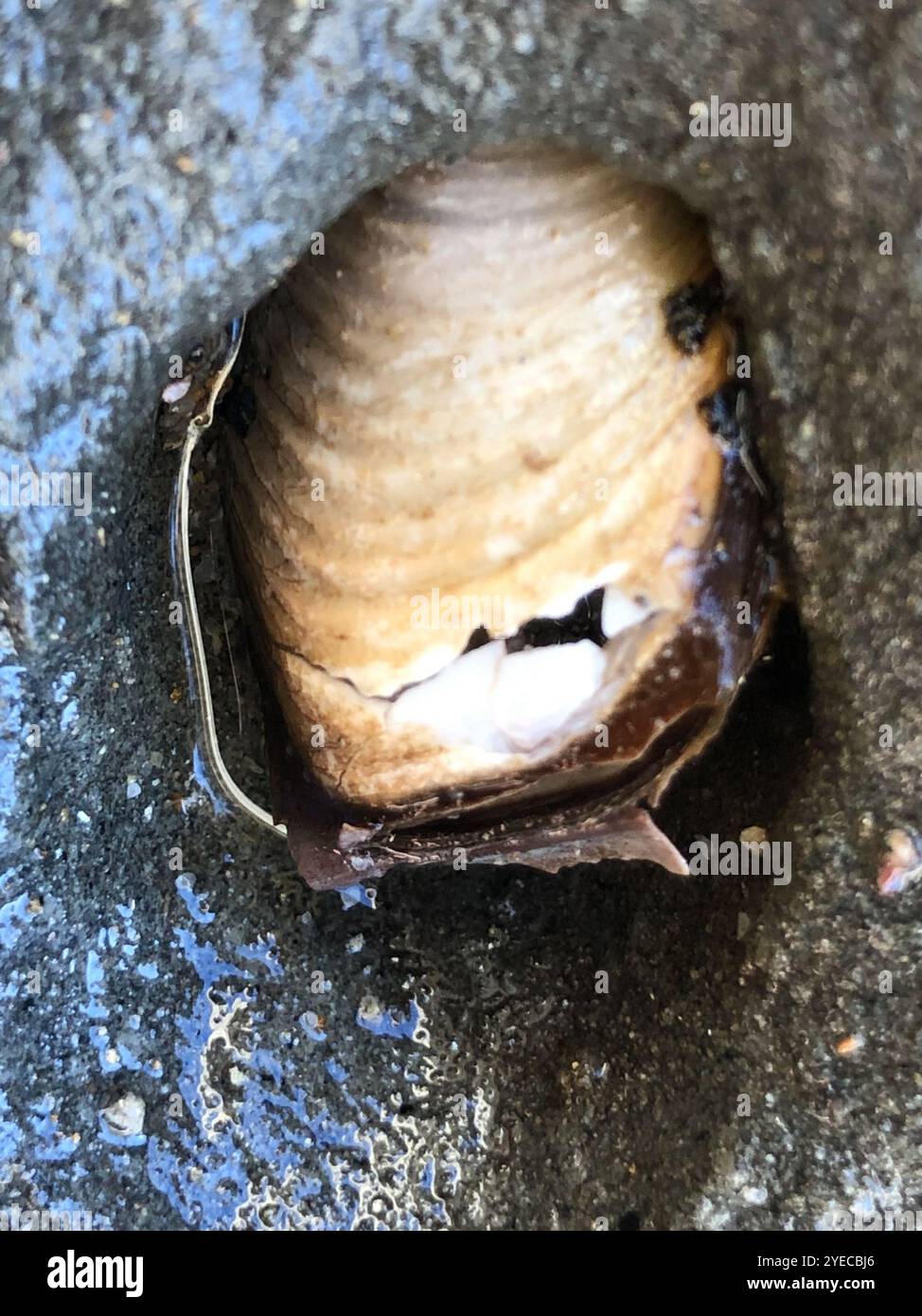 Penitella penita hi-res stock photography and images - Alamy